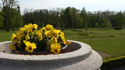 A yellow flower in a stone pot, green pa... | Stock Video | Pond5