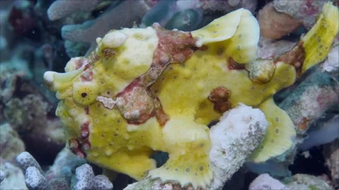 A yellow frog fish or angler fish is flo... | Stock Video | Pond5