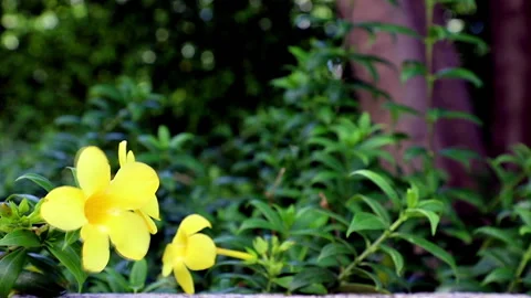 Blow The Trumpet Stock Videos – Royalty-Free HD & 4K Videos | Pond5