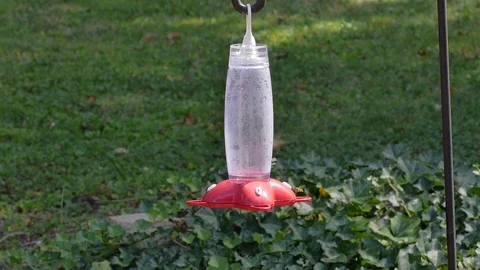Yellow jacket drives hummingbird away fr... | Stock Video | Pond5