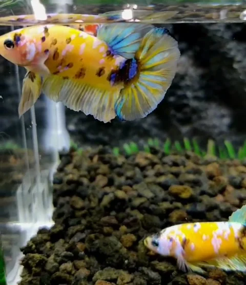 Koi Yellow Stock Videos – Royalty-Free HD & 4K Videos | Pond5