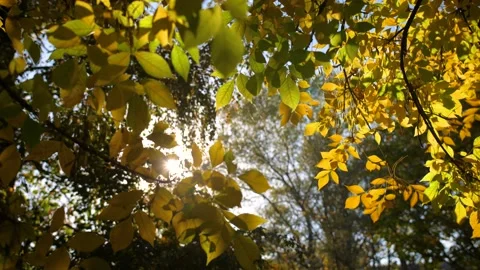 Autumn The Bottom Stock Videos – Royalty-Free HD & 4K Videos