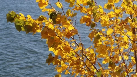 Yellow leaves of a Populus Nigra on a ba... | Stock Video | Pond5