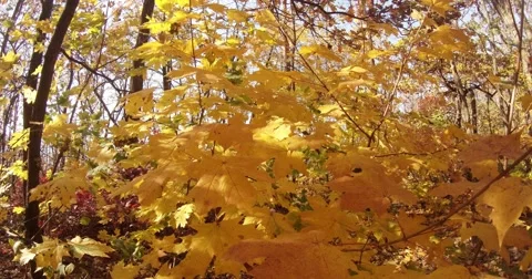 Yellow Leaves Swaying in the Wind in the... | Stock Video | Pond5