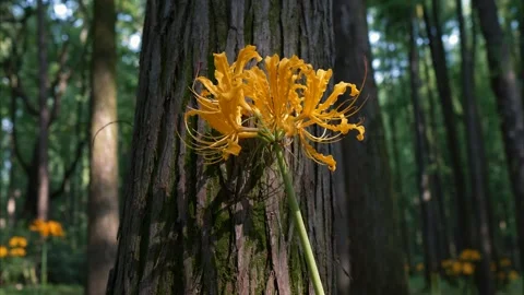 yellow Lycoris radiata spider lily magic... | Stock Video | Pond5