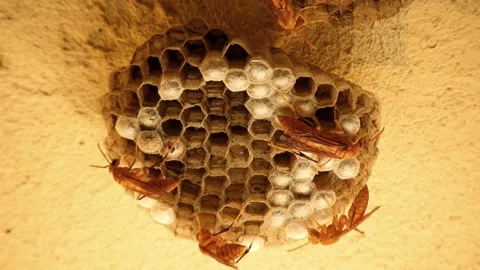 Yellow Paper Wasp Nest, The Larvae & Egg... | Stock Video | Pond5
