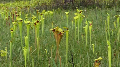 Pitcher Plants Videos Stock Videos – Royalty-Free HD & 4K Videos | Pond5