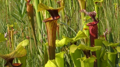 Pitcher Plants Videos Stock Videos – Royalty-Free HD & 4K Videos | Pond5