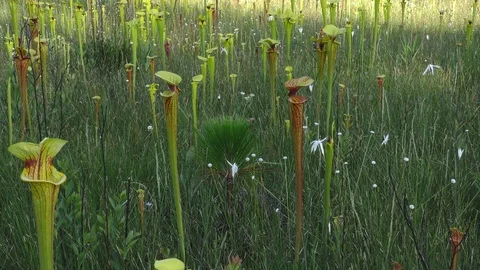 Pitcher Plants Videos Stock Videos – Royalty-Free HD & 4K Videos | Pond5