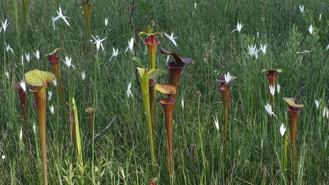 Pitcher Plants Videos Stock Videos – Royalty-Free HD & 4K Videos | Pond5