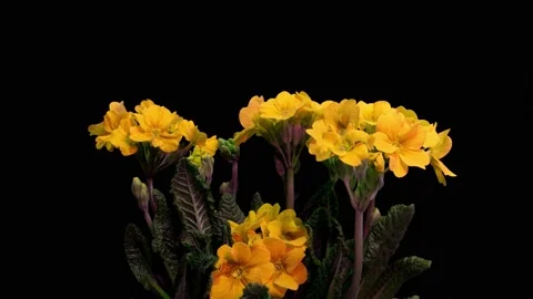 Yellow primrose flowers on a black backg... | Stock Video | Pond5