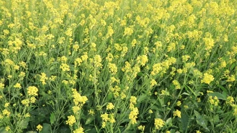 Mustard Yellow Background Stock Videos – Royalty-Free HD & 4K Videos ...