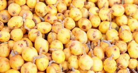 Pipa Stock Video Footage | Royalty Free Pipa Videos | Pond5