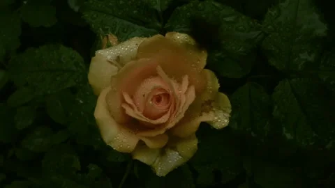 Yellow rose in the center of the frame a... | Stock Video | Pond5
