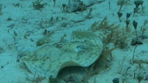 Yellow Stingray Stock Videos – Royalty-Free HD & 4K Videos