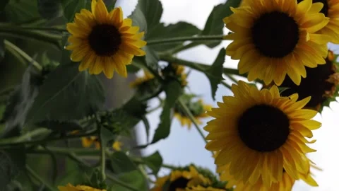 Yellow sunflowers blowing in wind under ... | Stock Video | Pond5