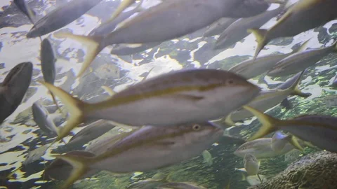 yellow tail snapper under water . aquari... | Stock Video | Pond5