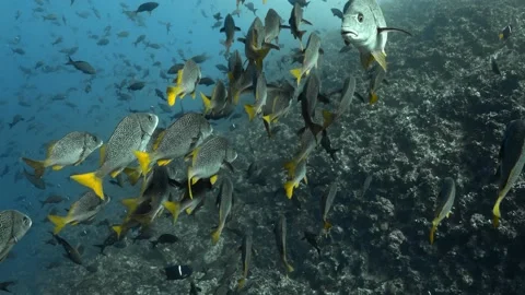 Yellow tailed Grunts at the UNESCO World... | Stock Video | Pond5