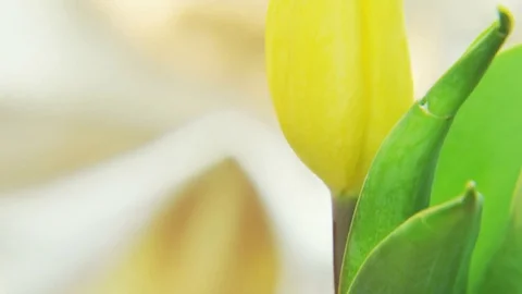 Yellow Tulip Rotating on a Golden Backgr... | Stock Video | Pond5