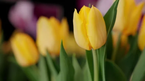 Wets Mountain Stage Stock Videos – Royalty-Free HD & 4K Videos