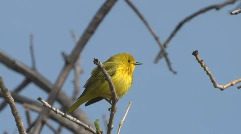 Song Bird Y Stock Videos – Royalty-Free HD & 4K Videos