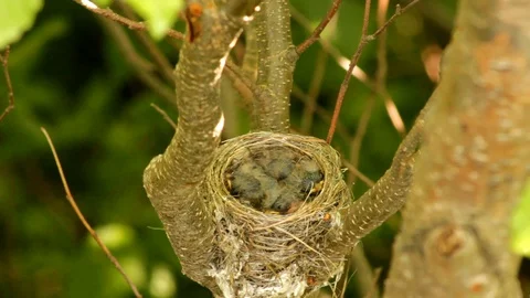 Chicks Chicks Stock Videos – Royalty-Free HD & 4K Videos | Pond5