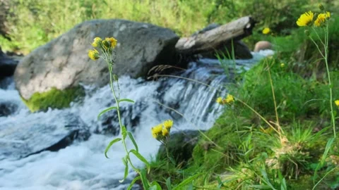 Yellow wildflowers on cascade waterfall ... | Stock Video | Pond5