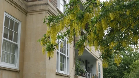 Yellow wisteria in blossom by a house. | Stock Video | Pond5