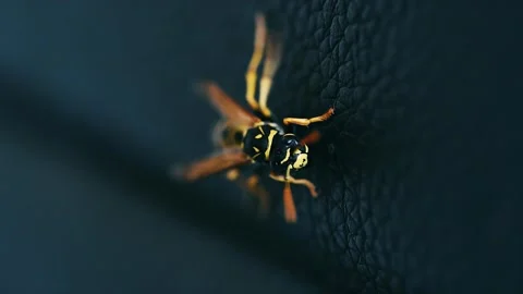 Yellowjacket social wasp macro close-up ... | Stock Video | Pond5