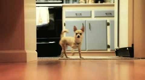 Yip Yip Dog Stock Video Footage | Royalty Free Yip Yip Dog Videos | Pond5