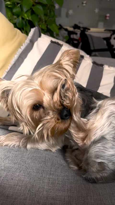 Puppy Paw Biting Stock Videos – Royalty-Free HD & 4K Videos | Pond5