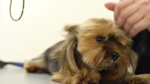 Animal Hair Salon Stock Videos – Royalty-Free HD & 4K Videos