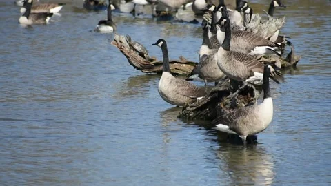 Now You Can Stock Videos – Royalty-Free HD & 4K Videos