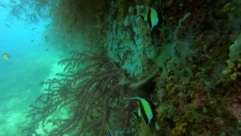 Discover Real Videos Stock Videos – Royalty-Free HD & 4K Videos | Pond5