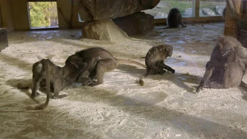 Ape Fighting Stock Footage ~ Royalty Free Stock Videos | Pond5