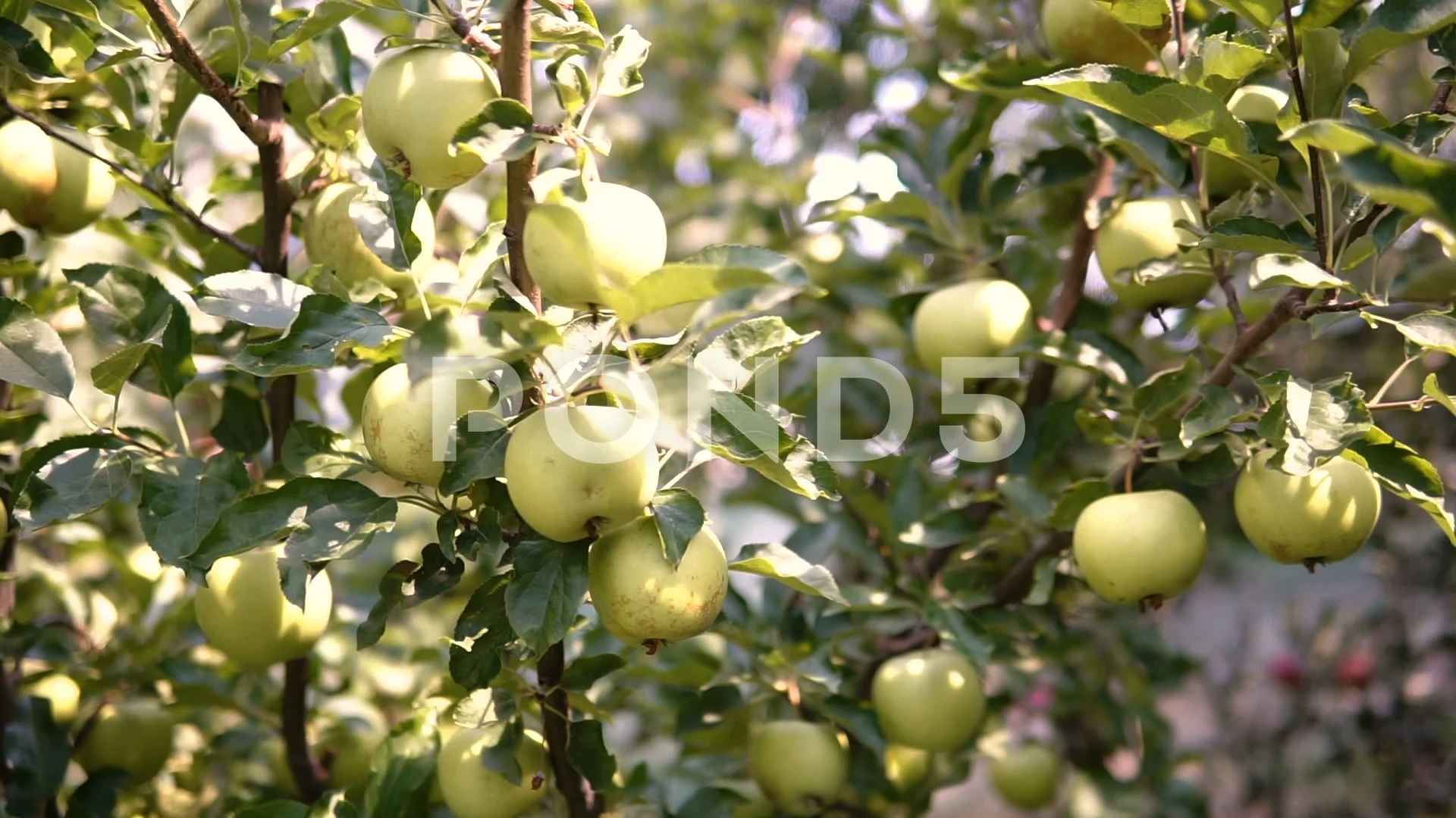 Young Apple Tree