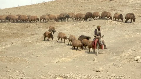 A young Arab shepherd man riding a donke... | Stock Video | Pond5