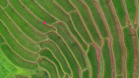 Young Ban Stock Videos – Royalty-Free HD & 4K Videos