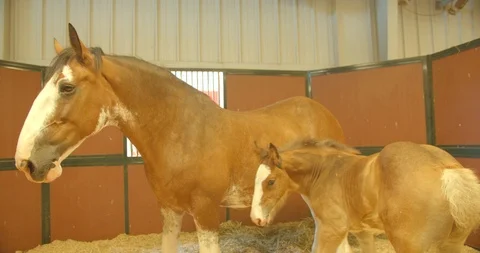 Young Baby Colt With Mother Horse, Farm ... | Stock Video | Pond5