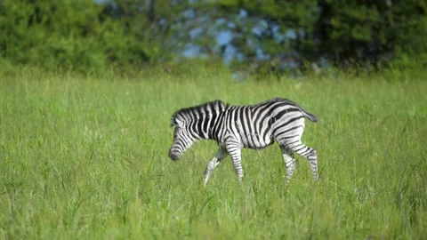 Young Baby Colt Zebra in Beautiful Afric... | Stock Video | Pond5