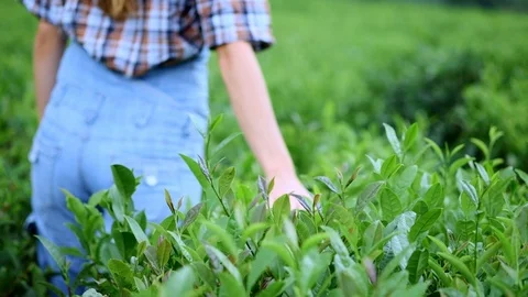 Thai Country Girl Stock Videos – Royalty-Free HD & 4K Videos | Pond5