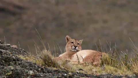 Young beautiful puma male sleeping and w... | Stock Video | Pond5