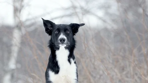 Cute Winter Border Stock Videos – Royalty-Free HD & 4K Videos