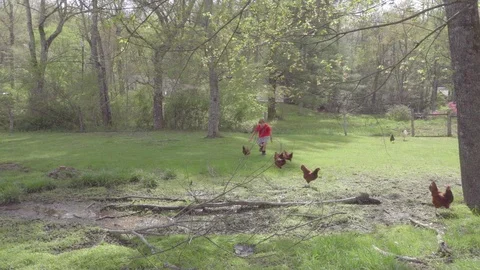 Chasing Chicken Stock Video Footage | Royalty Free Chasing Chicken ...