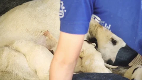 Young Boy Helping White Dog To Feed Its ... | Stock Video | Pond5