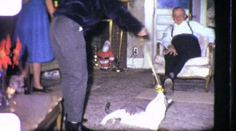 Pussy Boy Feline Stock Videos – Royalty-Free HD & 4K Videos