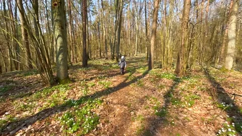 Young boy walking through spring forest | Stock Video | Pond5