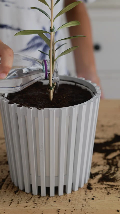 Olive The Boy Stock Videos – Royalty-Free HD & 4K Videos