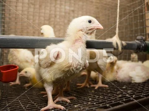 Young broiler chickens at the poultry farm ~ Hi Res #82420833
