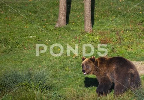 Young brown bear looking back in the meadow in the forest Stock Photo ...